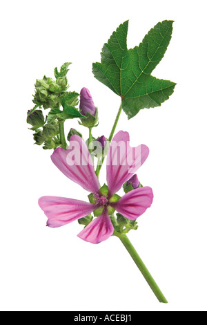 malva tea illustration Stock Photo - Alamy