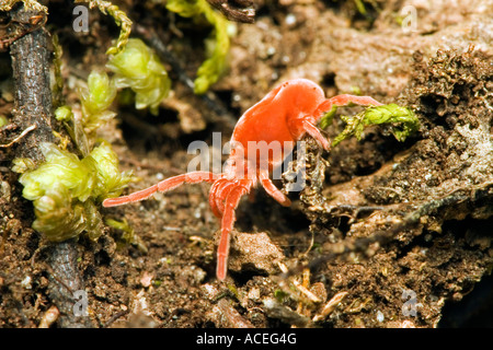 Velvet mite on a tree trunk. Velvet mites (family Trombidiidae) are ...