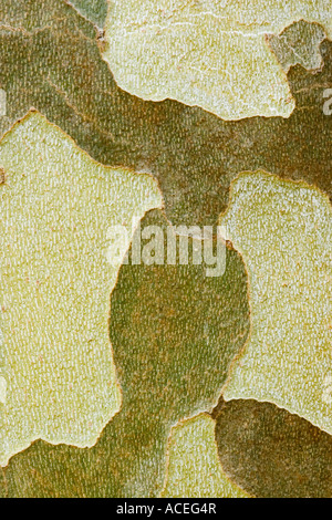 Sycamore tree peeling its' bark Stock Photo - Alamy