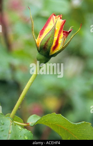 Red bud flower Stock Photo - Alamy