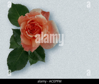 An illustrated flora of the Stock Photo - Alamy