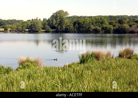Wales Glamorgan Penarth Cosmeston Country Park Lake swans at lakeside ...