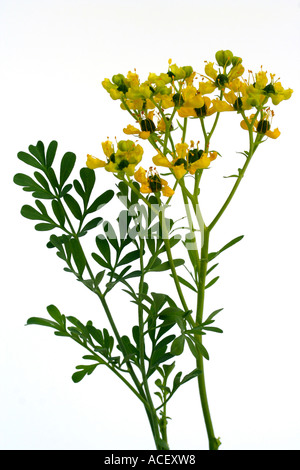 Detail of the leaves of a Ruda graveolens plant Stock Photo - Alamy