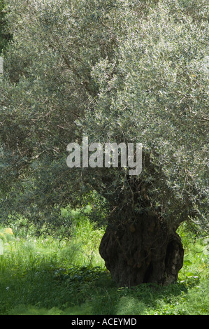 Old olive trees growing near Pont du Gard, southern France. It is the ...