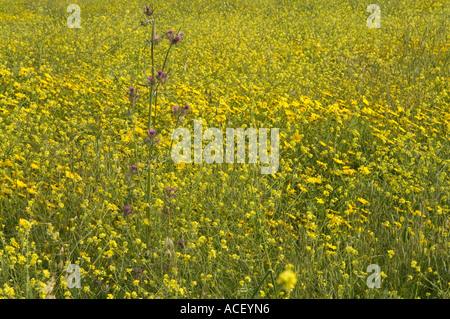 Flowering meadow, Northern Cyprus, Mediterranean, Europe Stock Photo ...