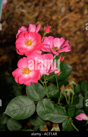 Rosa Chuckles, rose, floribunda Stock Photo - Alamy