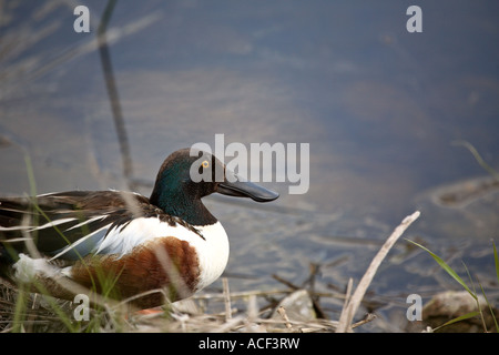 Northern Shoveler drake in Saskatchewan pond Stock Photo - Alamy