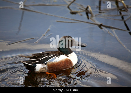 Northern Shoveler drake in Saskatchewan pond Stock Photo - Alamy