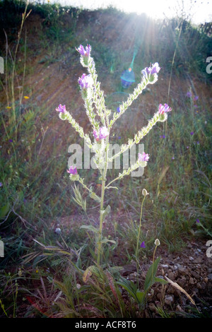 Common chicory growing in a Spain Stock Photo - Alamy