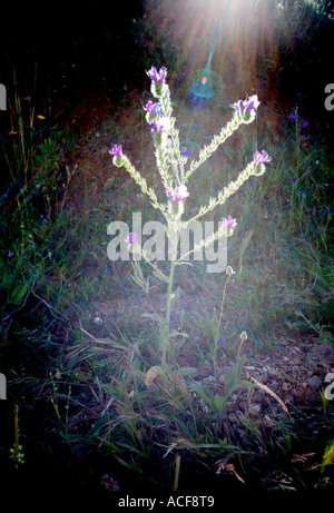 Common chicory growing in a Spain Stock Photo - Alamy