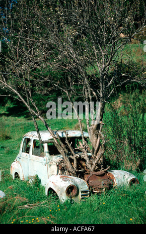 Old car with tree growing out of engine bay and dinghy stuck in tree ...