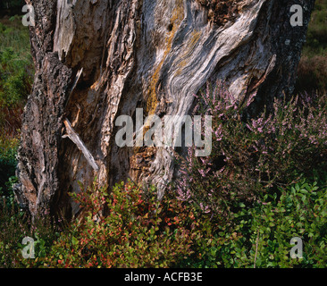 Tree Glenmore Forest Park, nr Aviemore, Cairngorm National Park ...