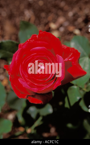 rosa alec's red,rose alec's red,flower,cherry red hybrid tea,bush,shrub ...