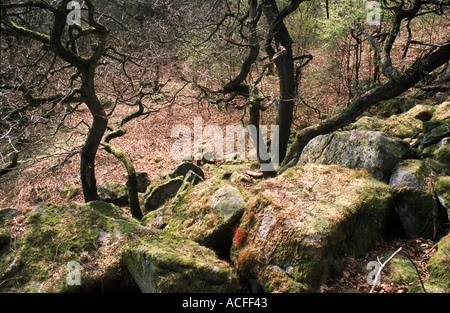 Ladybower Wood Derbyshire Wildlife Trust England UK Stock Photo - Alamy