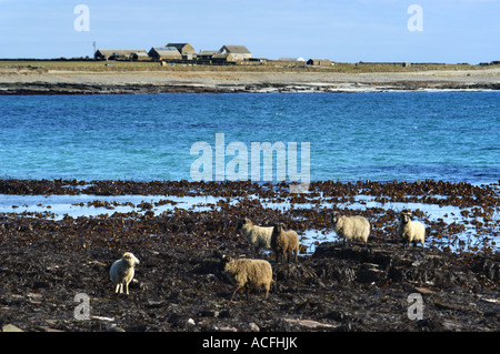SHEEP ON NORTH RONALDSAY AN ORKNEY SHINGLE BEACH LOOKING FOR SEAWEED TO ...