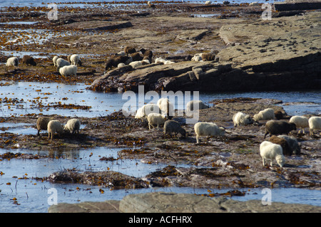 North Ronaldsay sheep eating seaweed on the shore of the Island in the ...