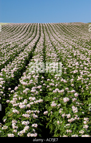 Potato plants grow in a field with green leaves and purple flowers ...