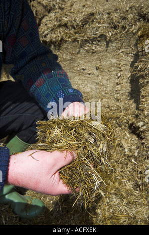 Farmer inspecting quality of silage at the pit face Stock Photo - Alamy