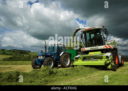 Silaging with a self propelled harvester under stormy sky Stock Photo - Alamy