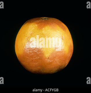 Stem end rot (Lasiodiplodia theobromae) in stored lemon fruit Stock ...