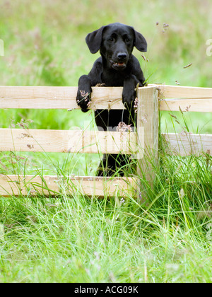 cute funny black dog stuck out his tongue and smiles, posing on grey ...