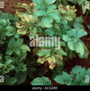 Potato leaf necrosis magnesium deficiency due to excessive potassium ...