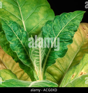 Tobacco mosaic virus TMV symptoms of islands of chlorosis seen in a ...