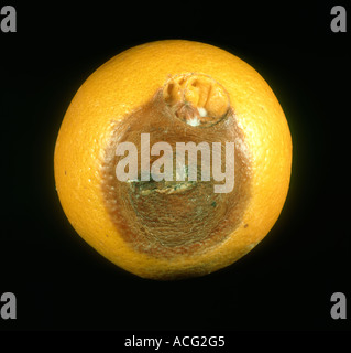 Navel end rot (Alternaria citri) shown in orange fruit section Stock ...