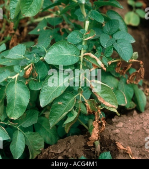 Wilt Verticillium albo atrum necrosis and damage on potato crop plants ...