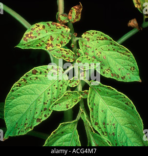 Nutrient deficiency on potato leaves. Symptoms, yellowing of leaves ...