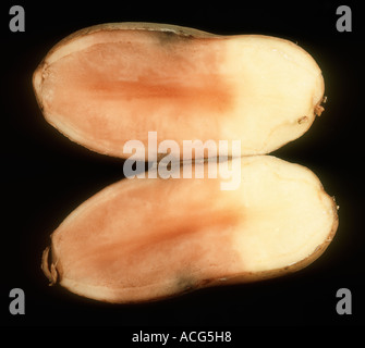 Pink rot (Phytophthora erythroseptica) infection within potato tuber ...