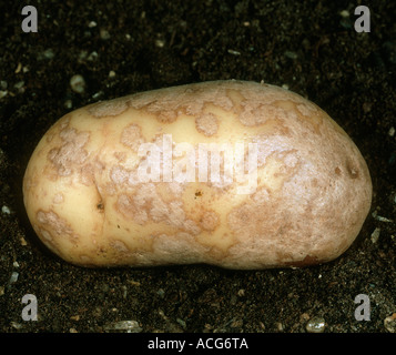 Silver scurf (Helminthosporium solani) infection on a potato tuber ...