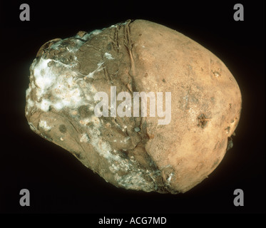 Dry rot Fusarium spp potato section showing extent of the rot and pink ...