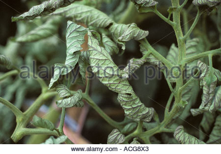 Close up of tomato leaf with Phosphorus deficiency showing Stock Photo ...