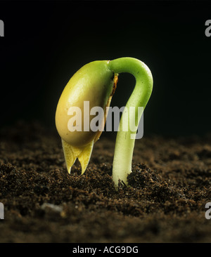French bean seedling Phaseolus vulgaris emerging above soil with seed ...