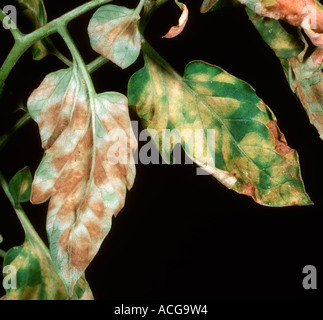 Tomato leaf mould (Fulvia fulva) infection on tomato leaf underside ...