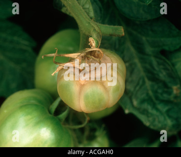 Grey mould Botrytis cinerea development and seedhead decay on sunflower ...