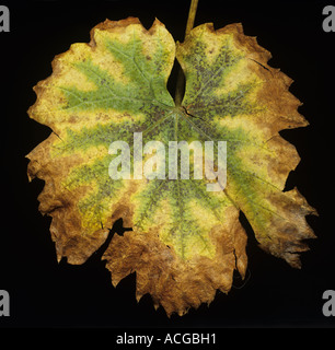 Potassium deficiency marginal leaf chlorosis symptoms on greenhouse ...