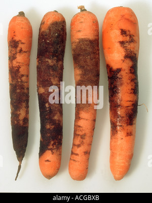 Violet root rot Helicobasidium purpureum storage rot on harvested ...