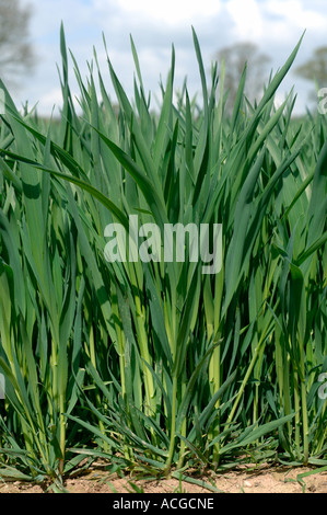 Healthy oats crop plants at approximately stage 30 Stock Photo - Alamy
