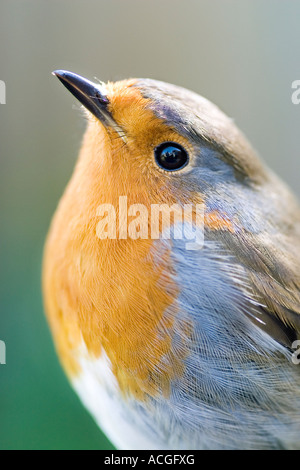 Close up of inquisitive Robin Stock Photo - Alamy