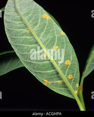 Willow (Salix) leaf, with Willow leaf rust (Melampsora) Surrey, England ...