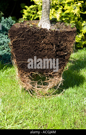 Pot bound plant showing pot shape and root system Stock Photo - Alamy