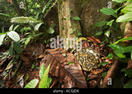 Reticulated python Python reticulatus in habitat Sukau River Sabah ...