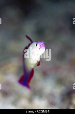 A purple fire goby (Nemateleotris decora) on the Apol's Point dive site ...