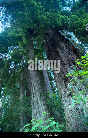 Tall Redwood trees (Sequoia sempervirens), California Stock Photo - Alamy