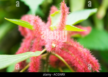 Red hot cat tails or Acalypha pendula or Firetail or Chenille plant ...