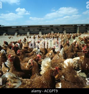 free range poultry unit Stock Photo - Alamy