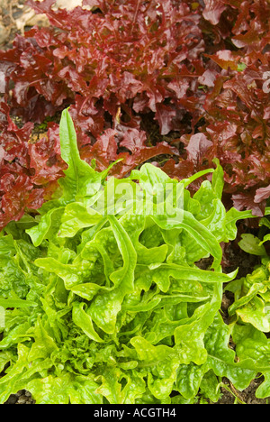 Green oak leaf lettuce plants in plastic pots are arranged on a black ...