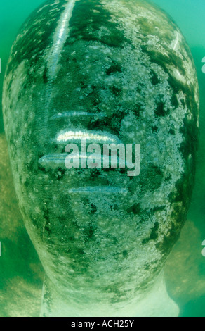 West Indian Manatee Wounds from boat propeller Trichechus manatus ...